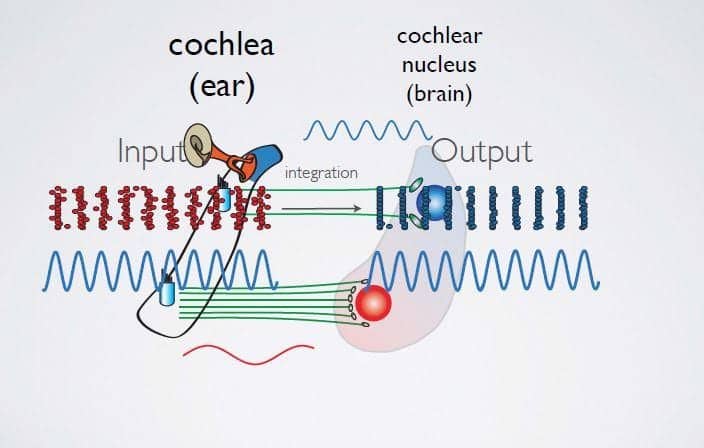 Researchers Identify Precise Components of Auditory Mapping