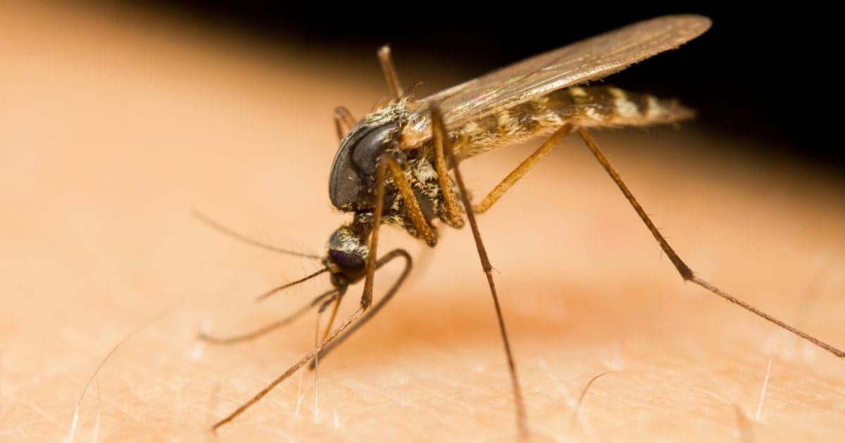 Male Mosquitoes' 'Phantom Tone' Helps Amplify Sound of Female | The ...